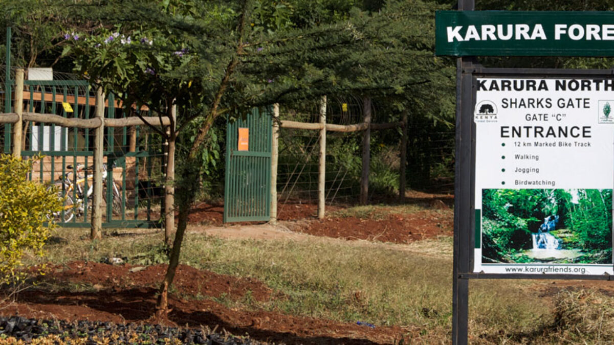 Court drastically reduces Karura Forest land for Kiambu Road expansion ...