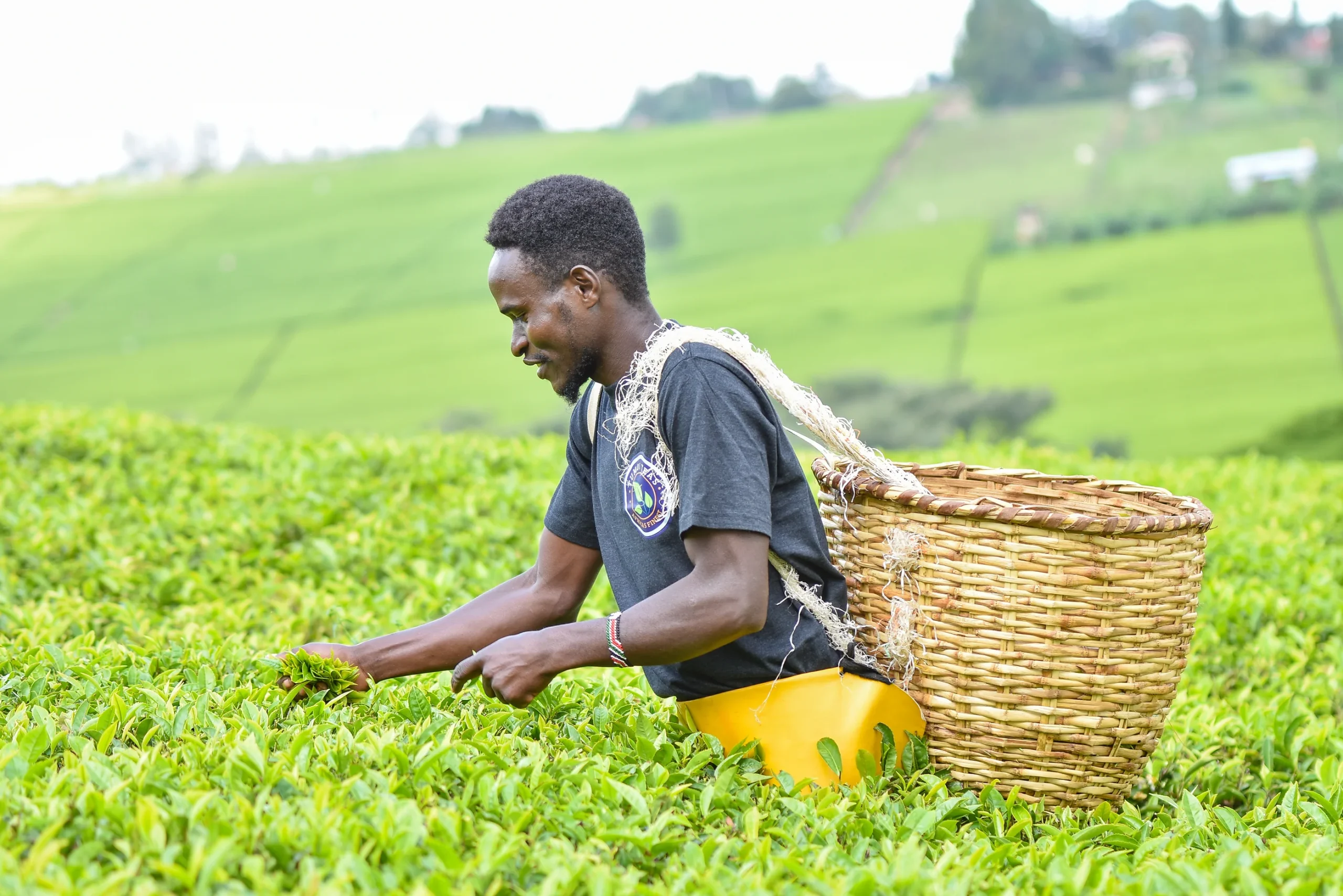 Kagwe tea farmers in Lari protest low payouts, demand timely fertilizer ...